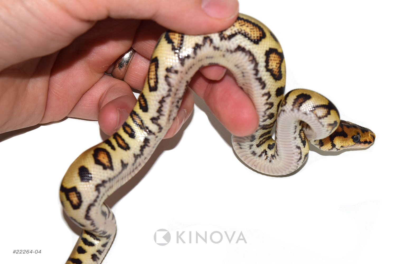 Redstripe Spotnose Clown Ball Python by KINOVA - MorphMarket