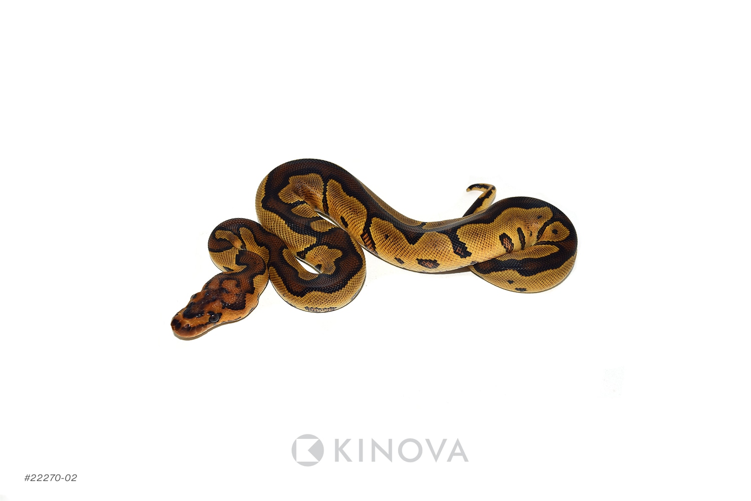 YB Clown Ball Python by KINOVA - MorphMarket