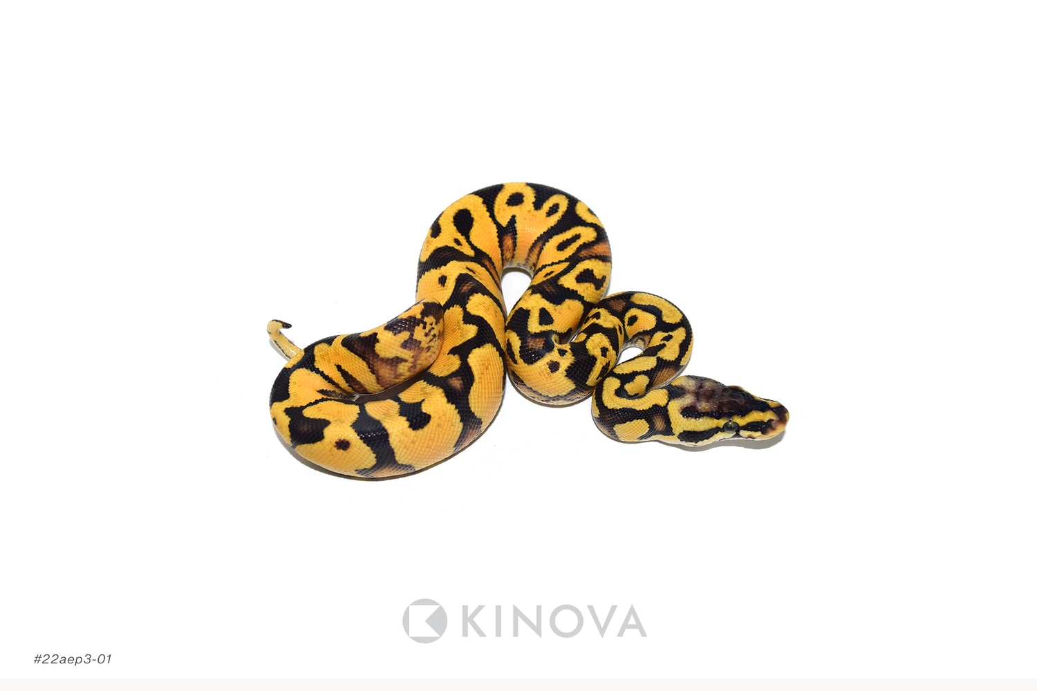Pastel Enchi YB NR Mandarin Het Hypo (Possible Super Mandarin) Ball ...