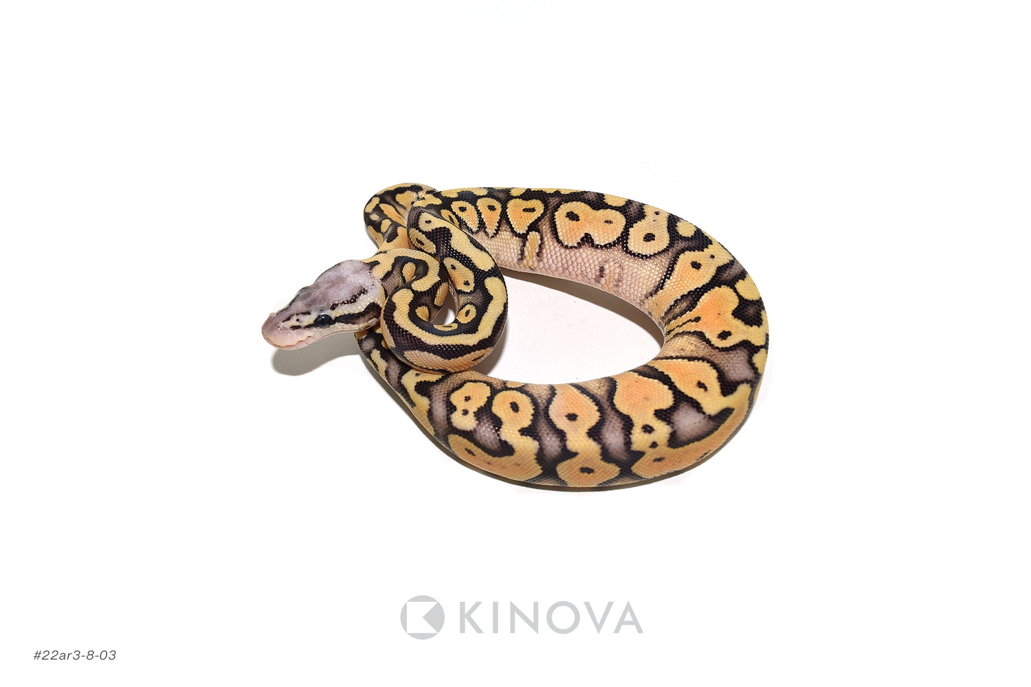 Super Pastel Lace Dbl Het DG Clown Ball Python by KINOVA - MorphMarket