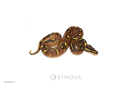 Enchi Freeway Dbl Het Hypo Pied Ball Python by KINOVA