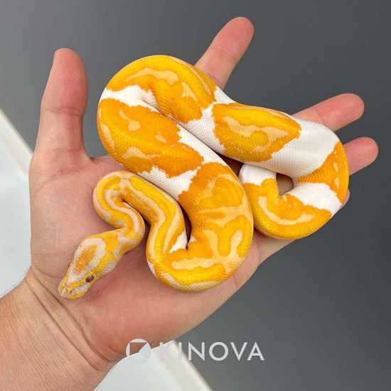 OD YB Dreamsicle (Possible Super OD) Ball Python by KINOVA