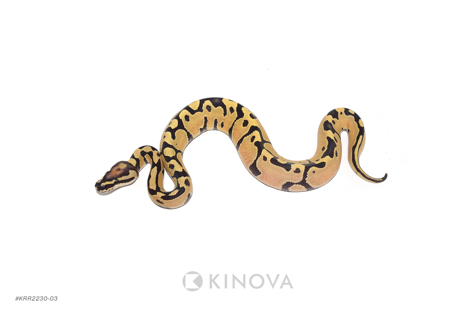 Fire Mario Desert Ghost Ball Python by KINOVA - MorphMarket
