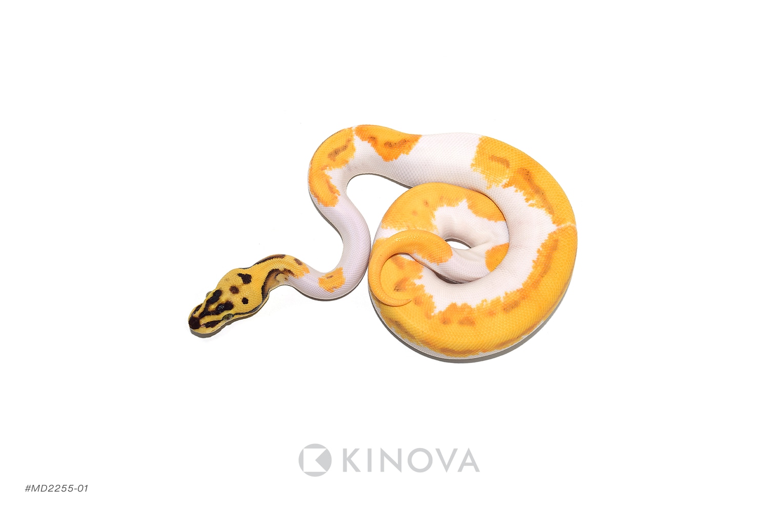 Firefly Enchi YB Leopard Pied Ball Python by KINOVA - MorphMarket