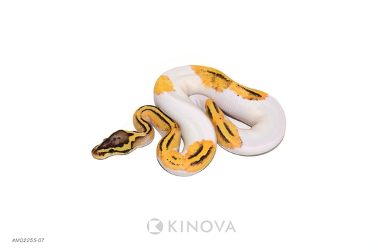 Firefly YB Pied Ball Python by KINOVA