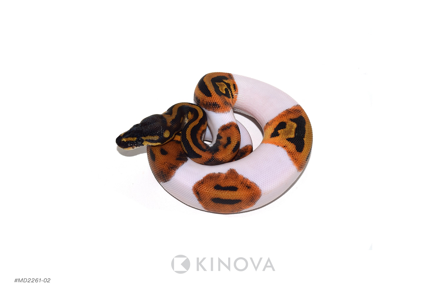 Leopard PIed Ball Python by KINOVA - MorphMarket