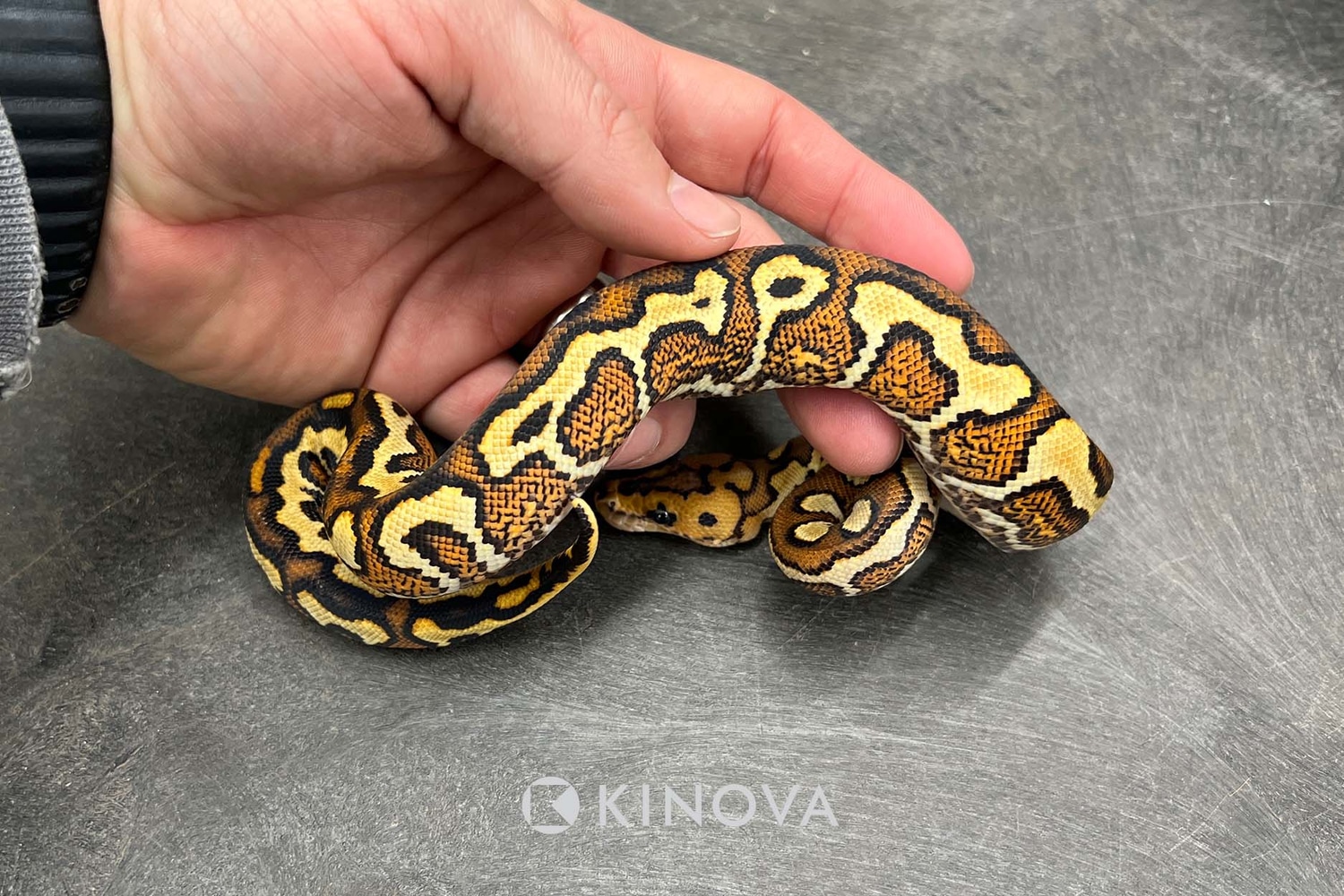 Pompeii Ball Python by KINOVA - MorphMarket