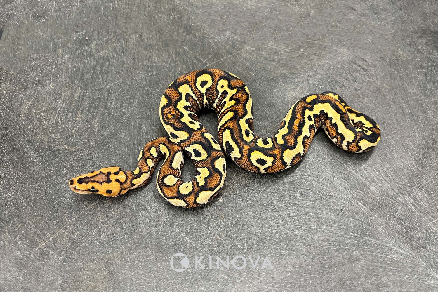 Pompeii Ball Python by KINOVA - MorphMarket