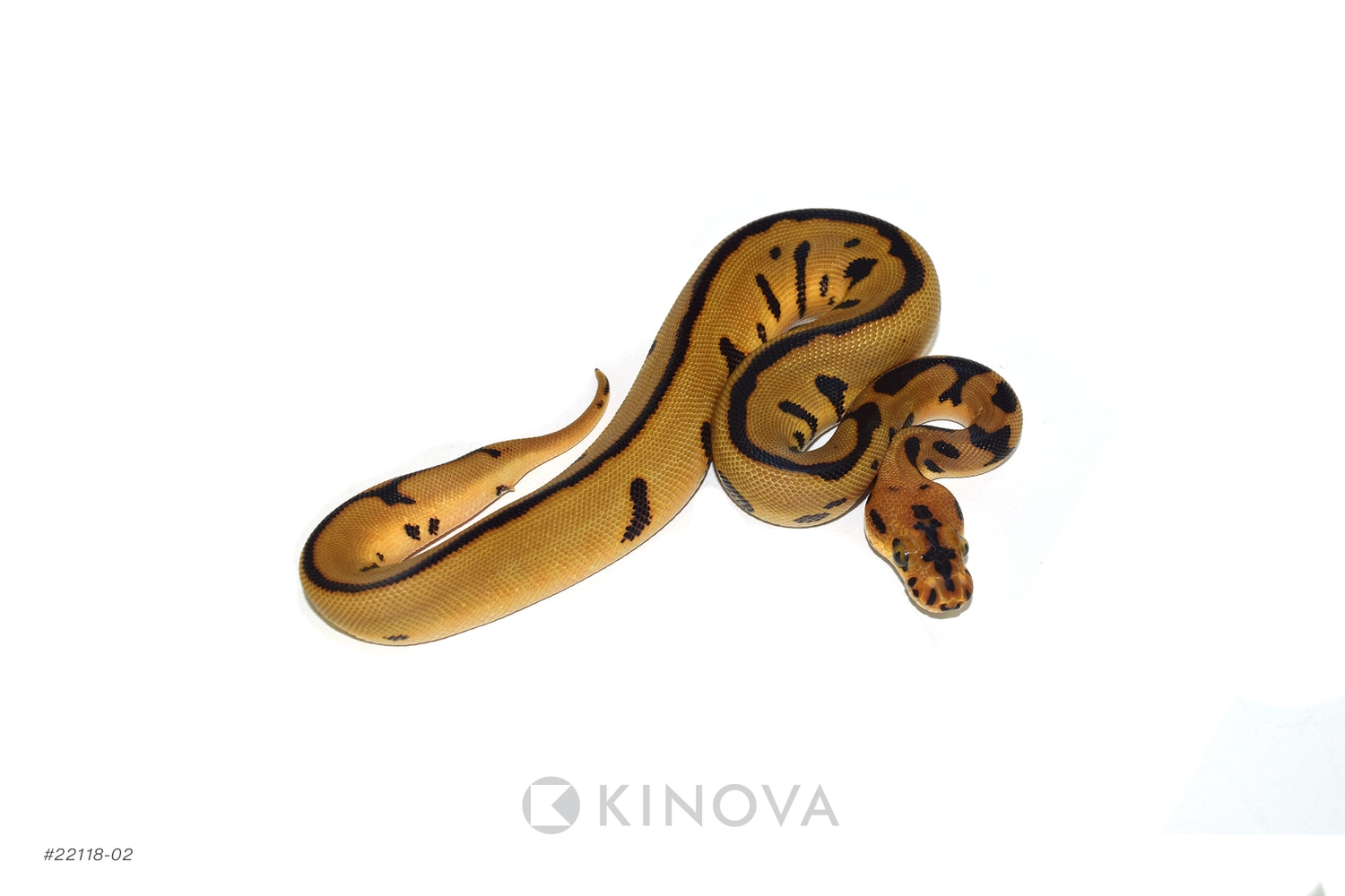 Batman *TWIN! Ball Python by KINOVA - MorphMarket