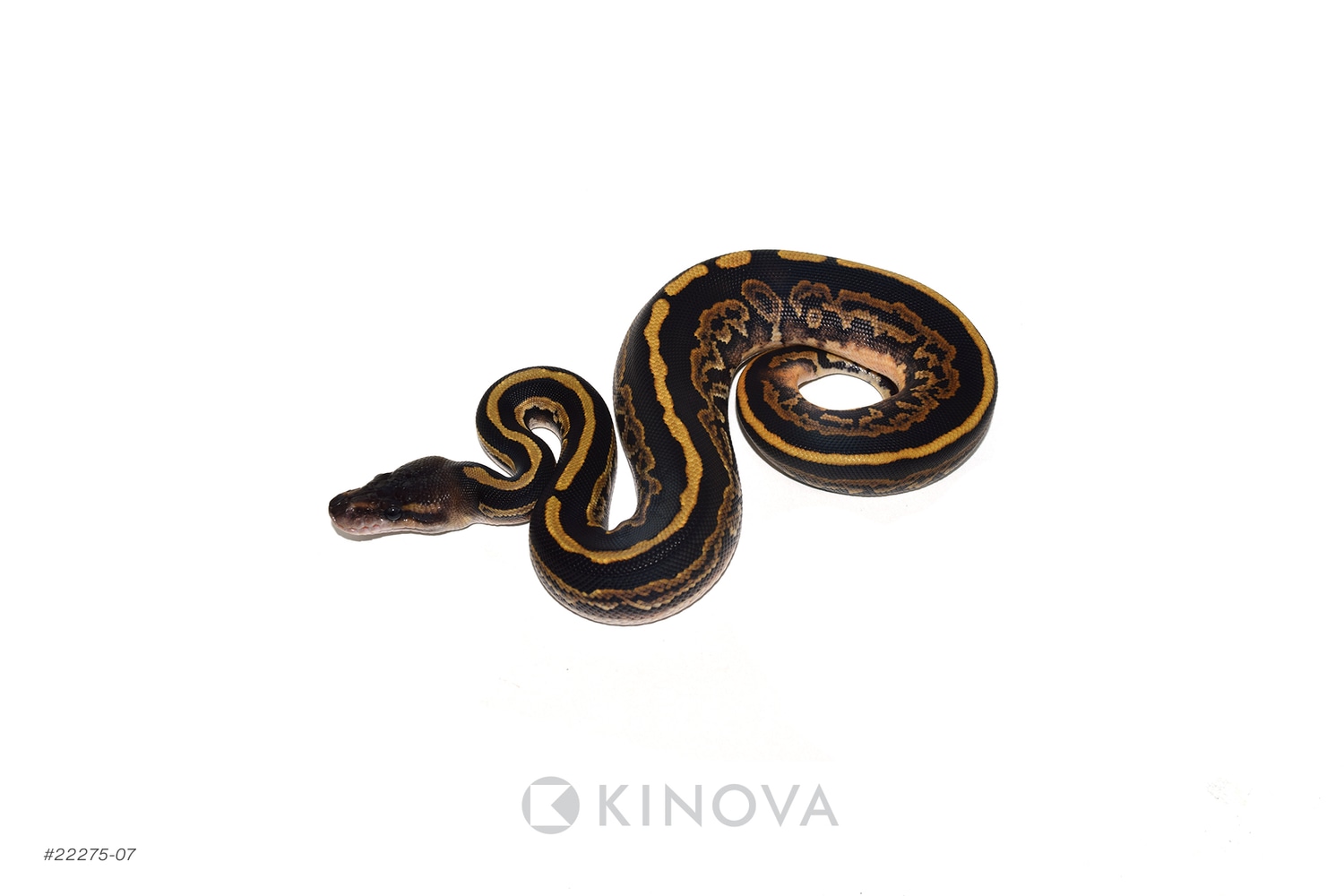 Mahogany YB Het Pied Ball Python by KINOVA - MorphMarket
