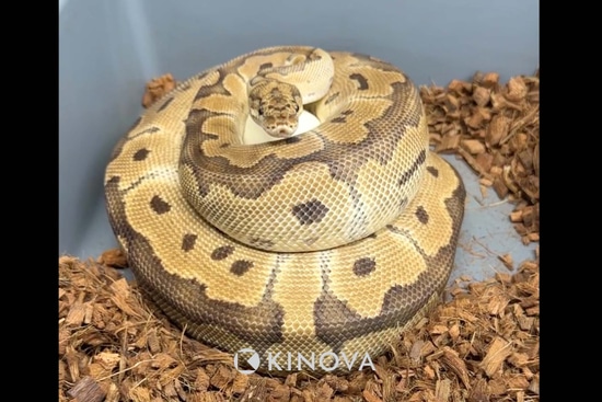Clown Ball Python by KINOVA