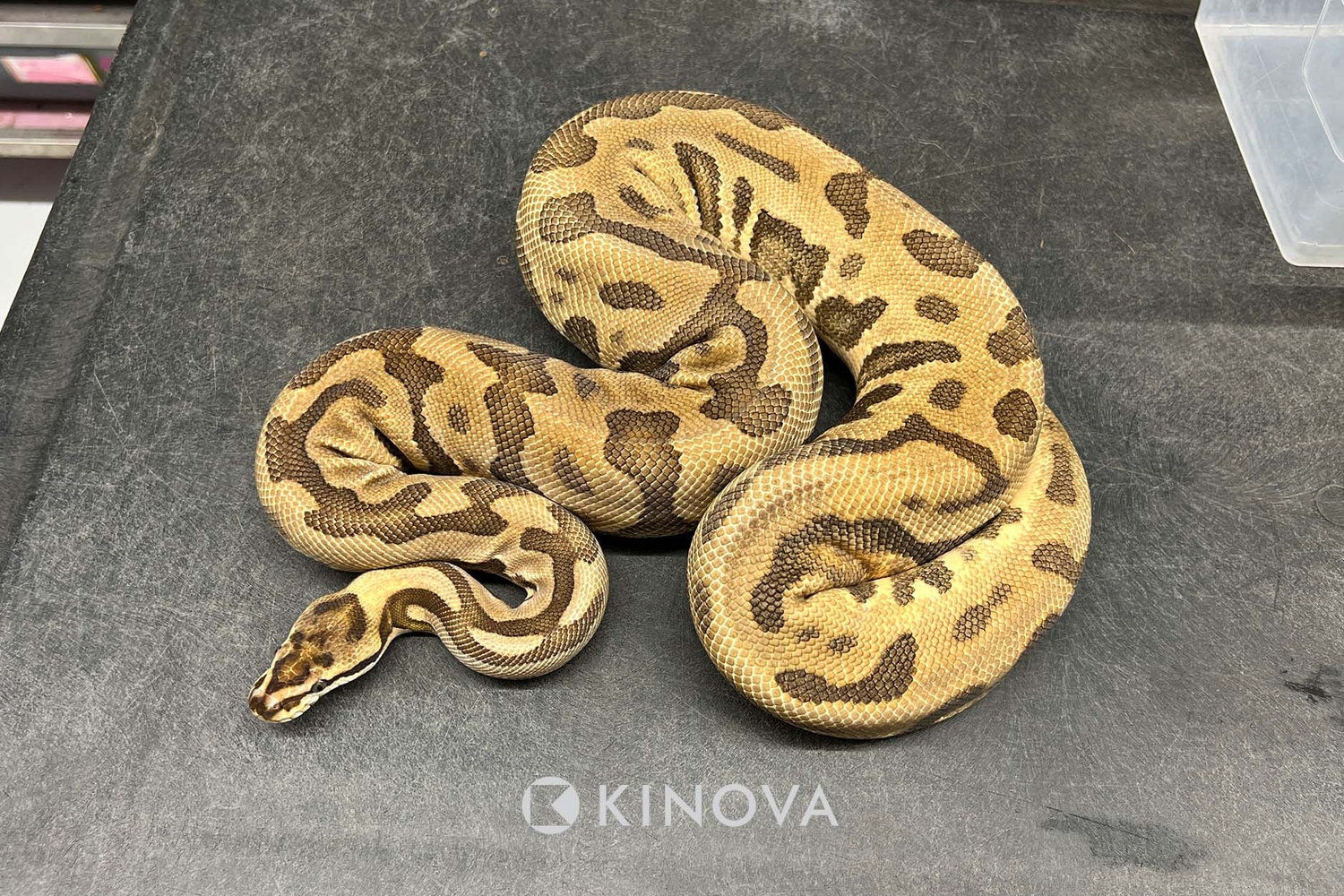 Black Pastel Enchi Leopard Spotnose YB Redstripe Het Clown Ball Python ...