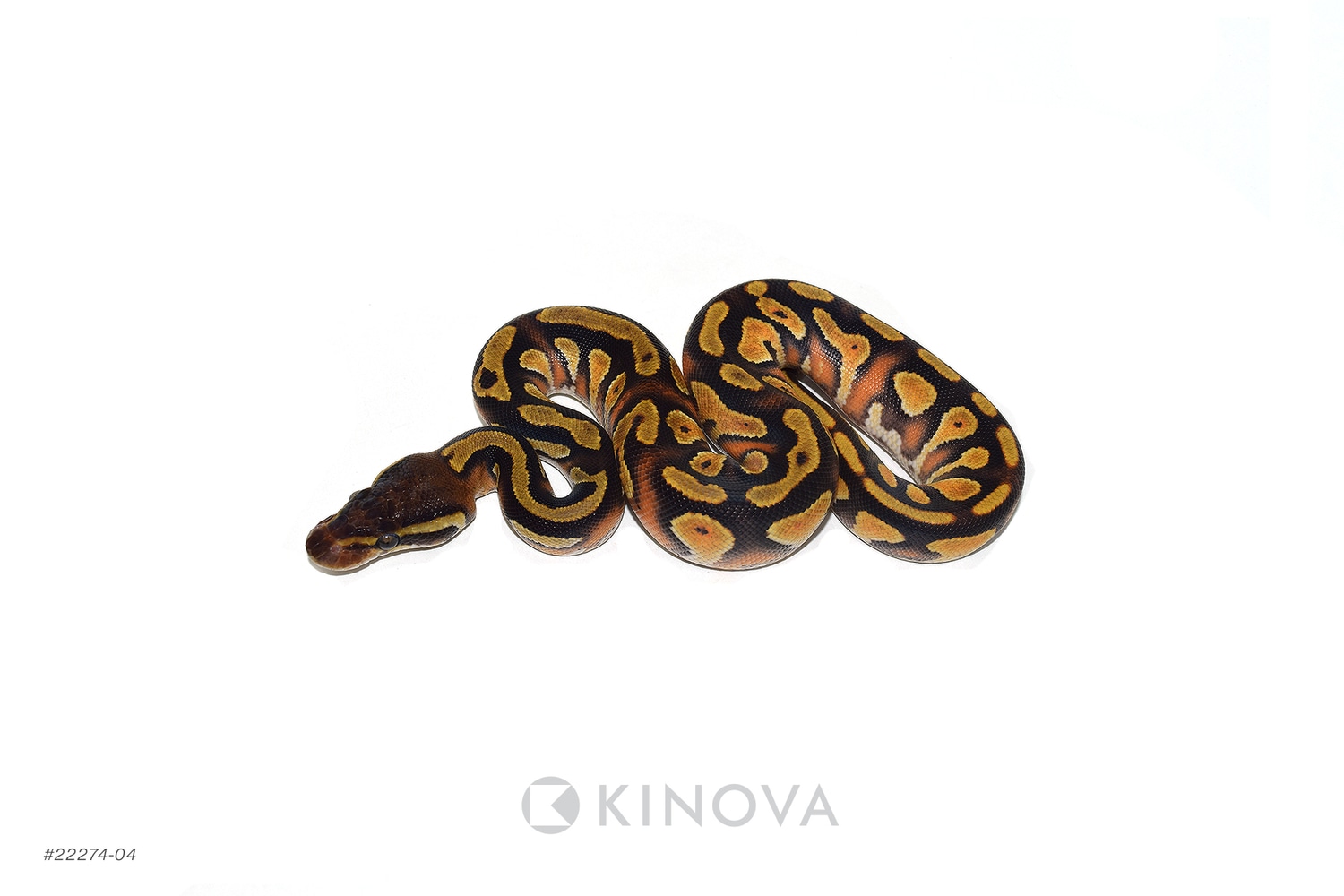 Enchi YB Cypress Het Lavender Ball Python by KINOVA - MorphMarket