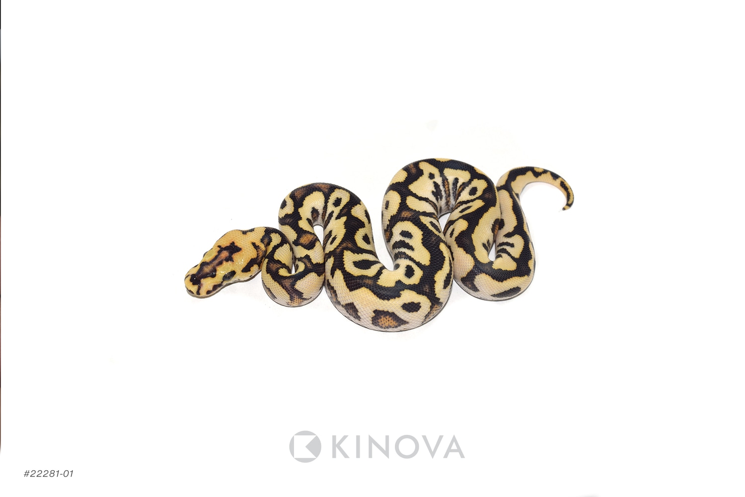 Fire Spotnose Desert Ghost Clown 66% Het G-Stripe Ball Python by KINOVA ...