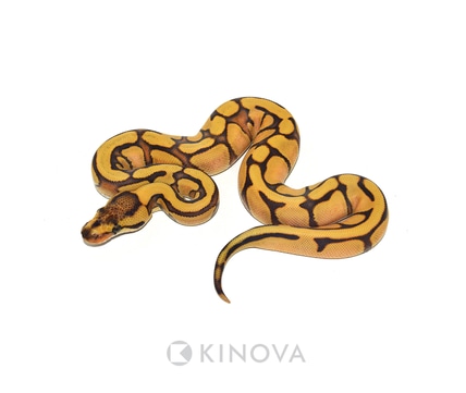 Fire Leopard Desert Ghost G-Stripe 66% Het Cryptic (Possible Spotnose ...