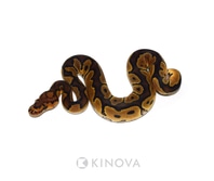 YB Ultramel Clown Ball Python by KINOVA - MorphMarket