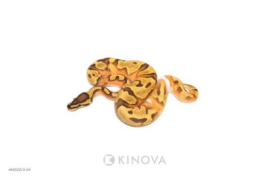 Enchi Fire Pied Ball Python by KINOVA