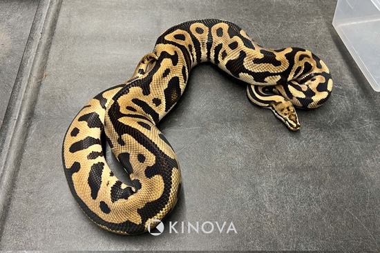 Leopard Spotnose Triple Het Desert Ghost Genetic Stripe Clown Ball Python by KINOVA