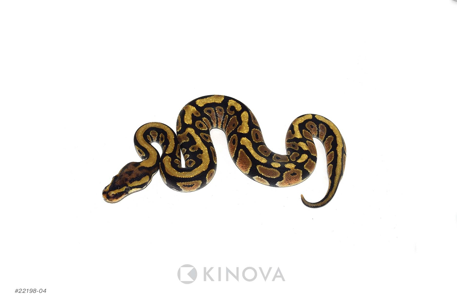 Spotnose Het Clown 66% Het Hypo 66% Het Desert Ghost 66% Het Sunset ...