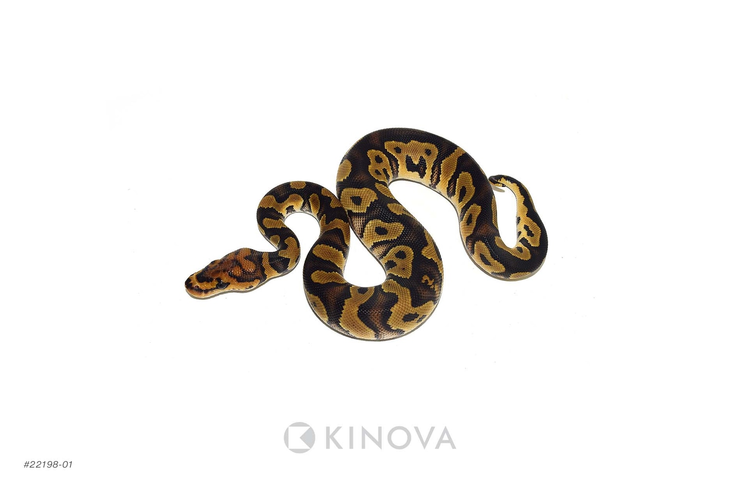 Clown 66% Het Hypo 66% Het Desert Ghost 66% Het Sunset Ball Python by ...