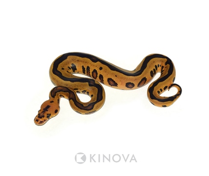 Firefly YB Desert Ghost Dbl Het Cryptic Clown (Crypton) 50% Het Hypo ...