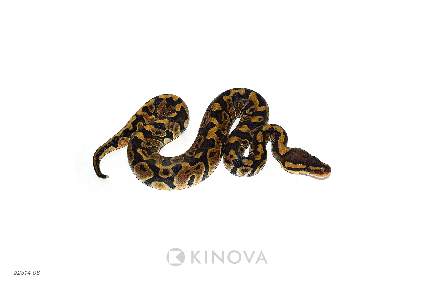 Chocolate Het Clown Ball Python by KINOVA - MorphMarket