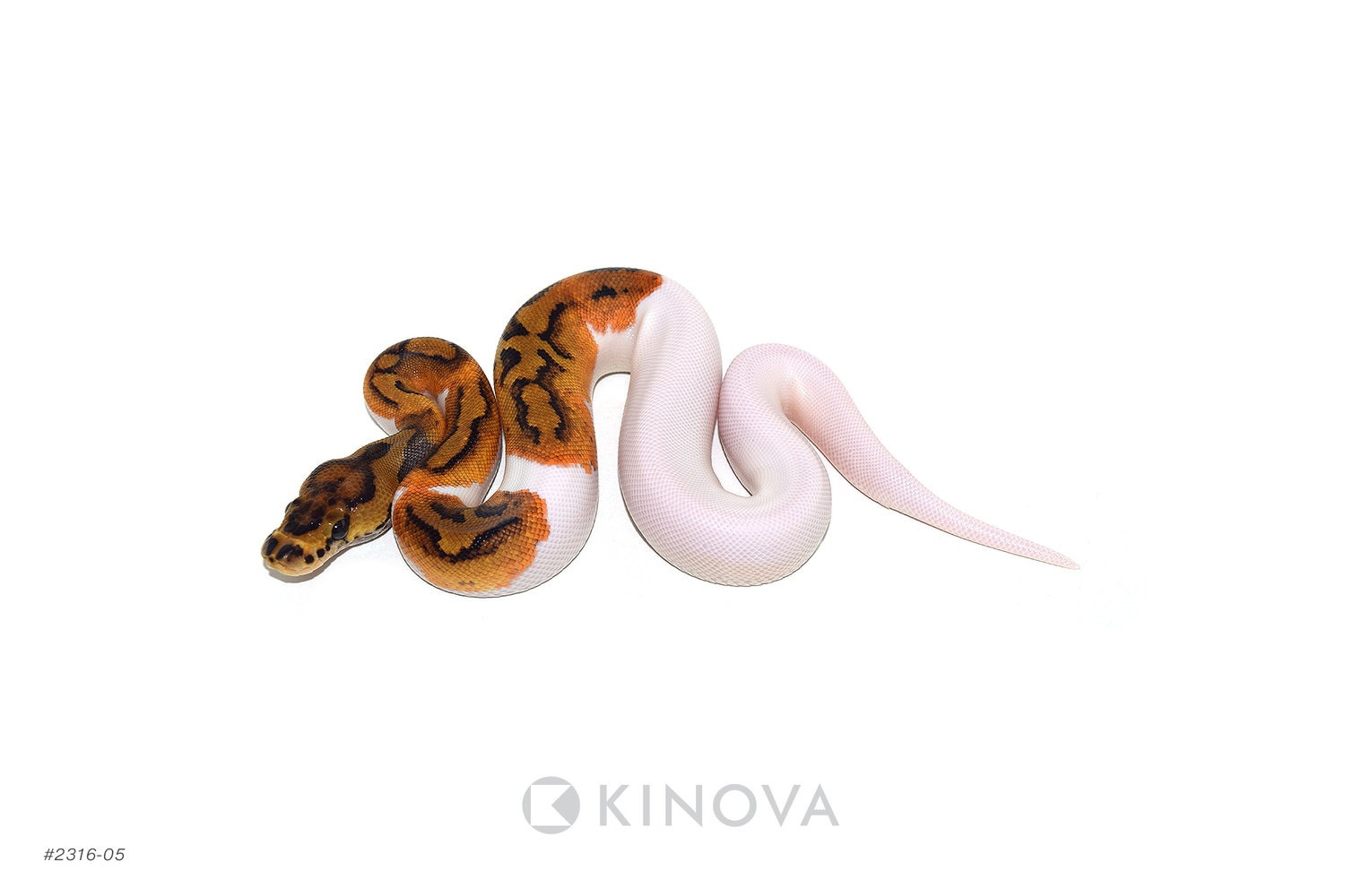 Clown Pied Ball Python by KINOVA - MorphMarket