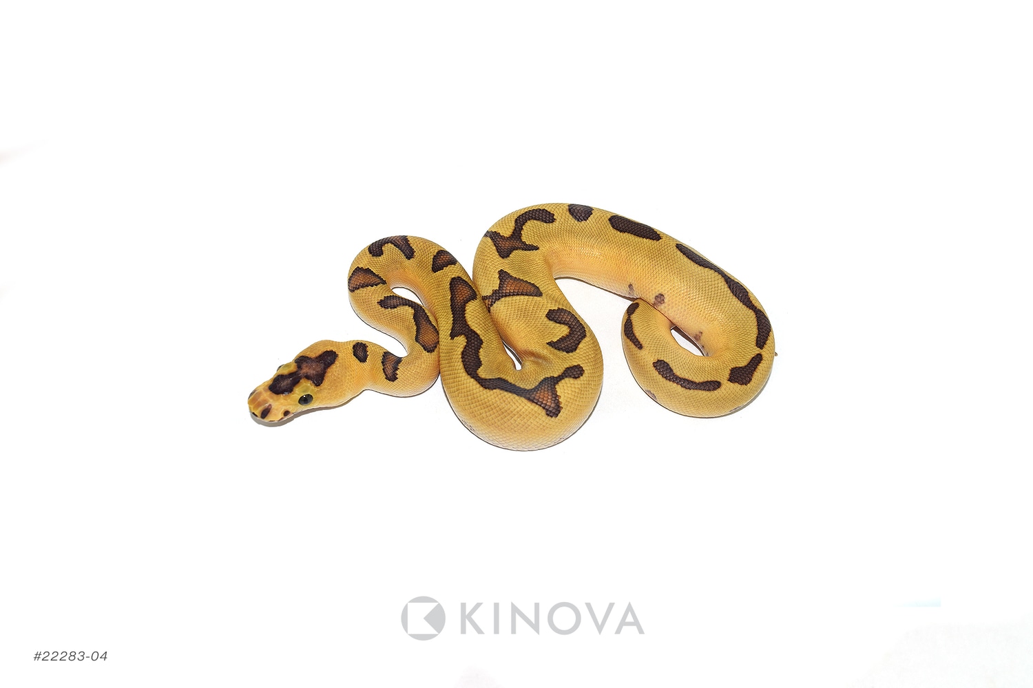 Enchi Fire GHI Clown Ball Python by KINOVA - MorphMarket