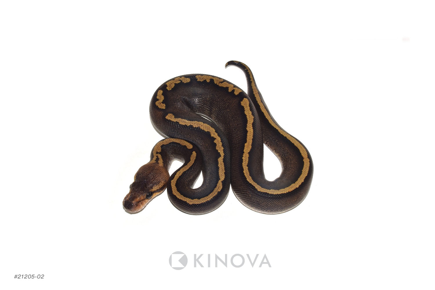 Mahogany Stranger GHI YB Ball Python by KINOVA - MorphMarket