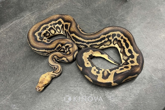 Leopard Blackhead Yellowbelly Clown Het Pied Ball Python by KINOVA