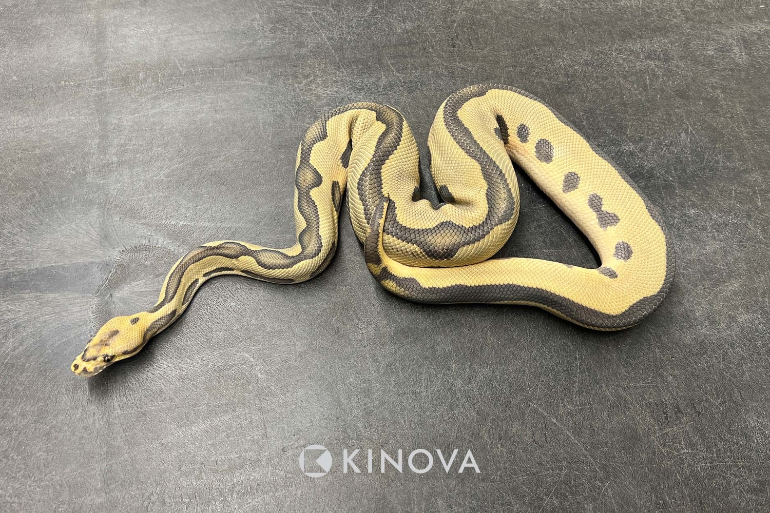 Leopard Hypo Clown Het Pied 66% Het DG (Poss Super Leopard) Ball Python ...