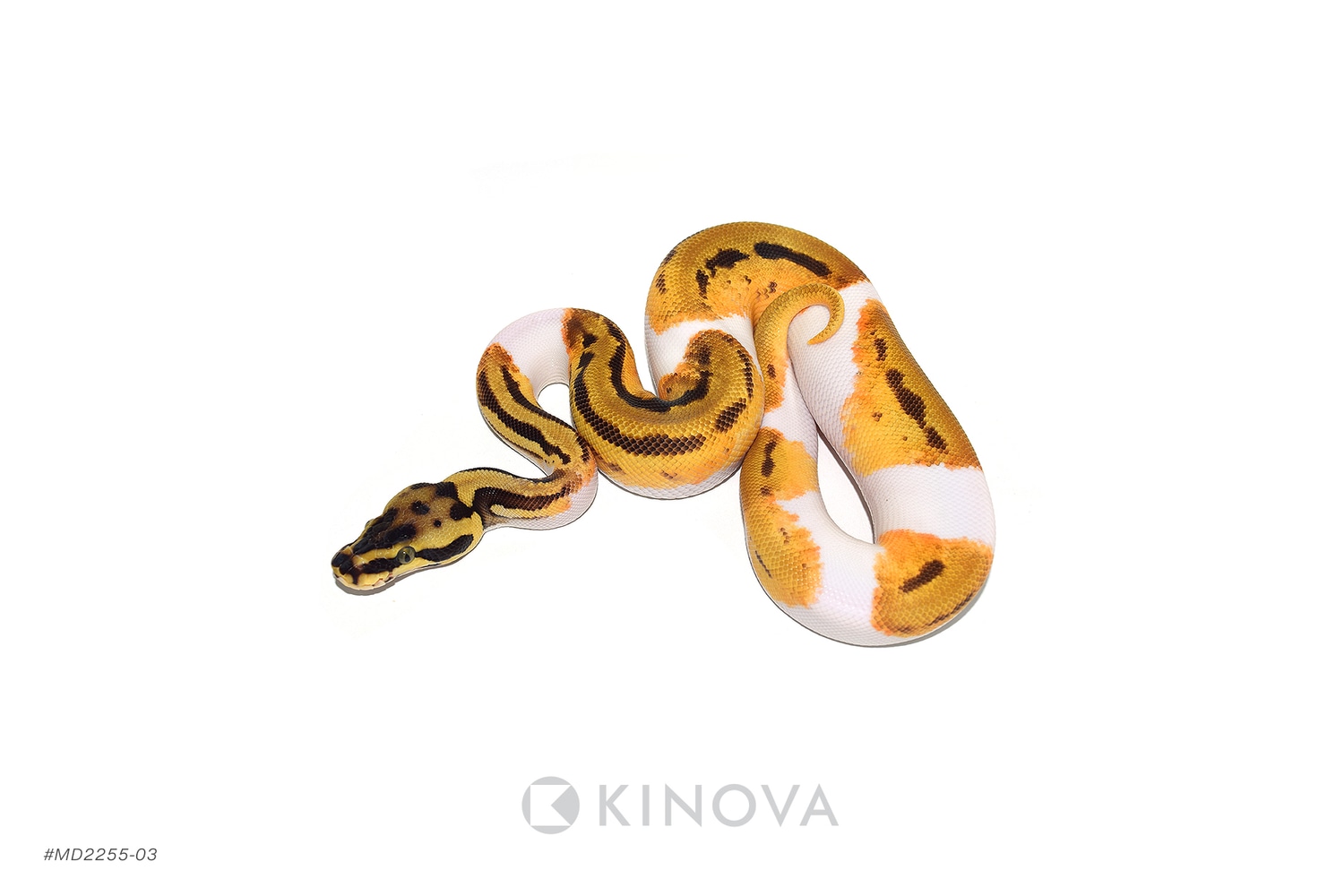 Pastel YB Enchi Leopard Pied Ball Python by KINOVA - MorphMarket
