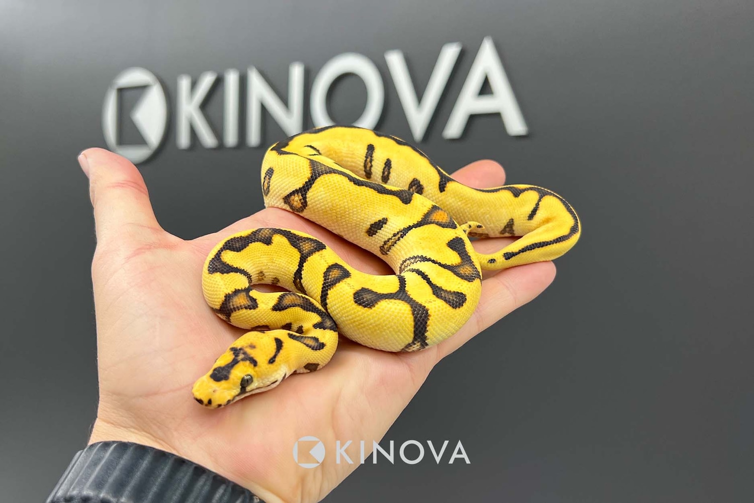 Super Enchi Spotnose Redstripe Desert Ghost Clown Ball Python by KINOVA - MorphMarket