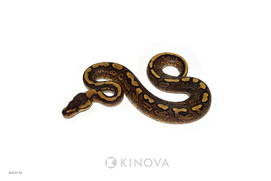 Redstripe YB Pixel Ball Python by KINOVA