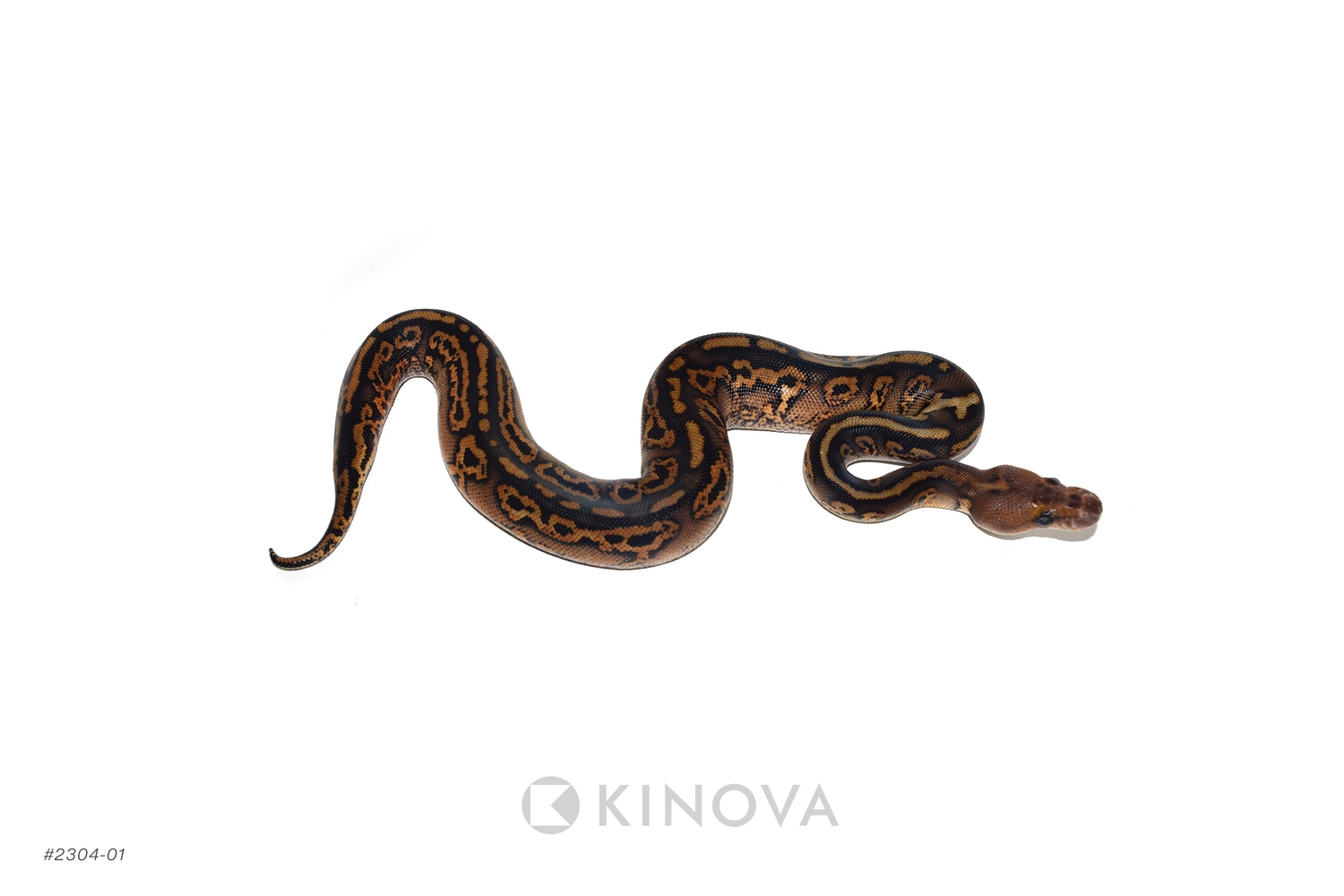 Black Pastel Mahogany YB Clown (Possible Spotnose) Ball Python by ...