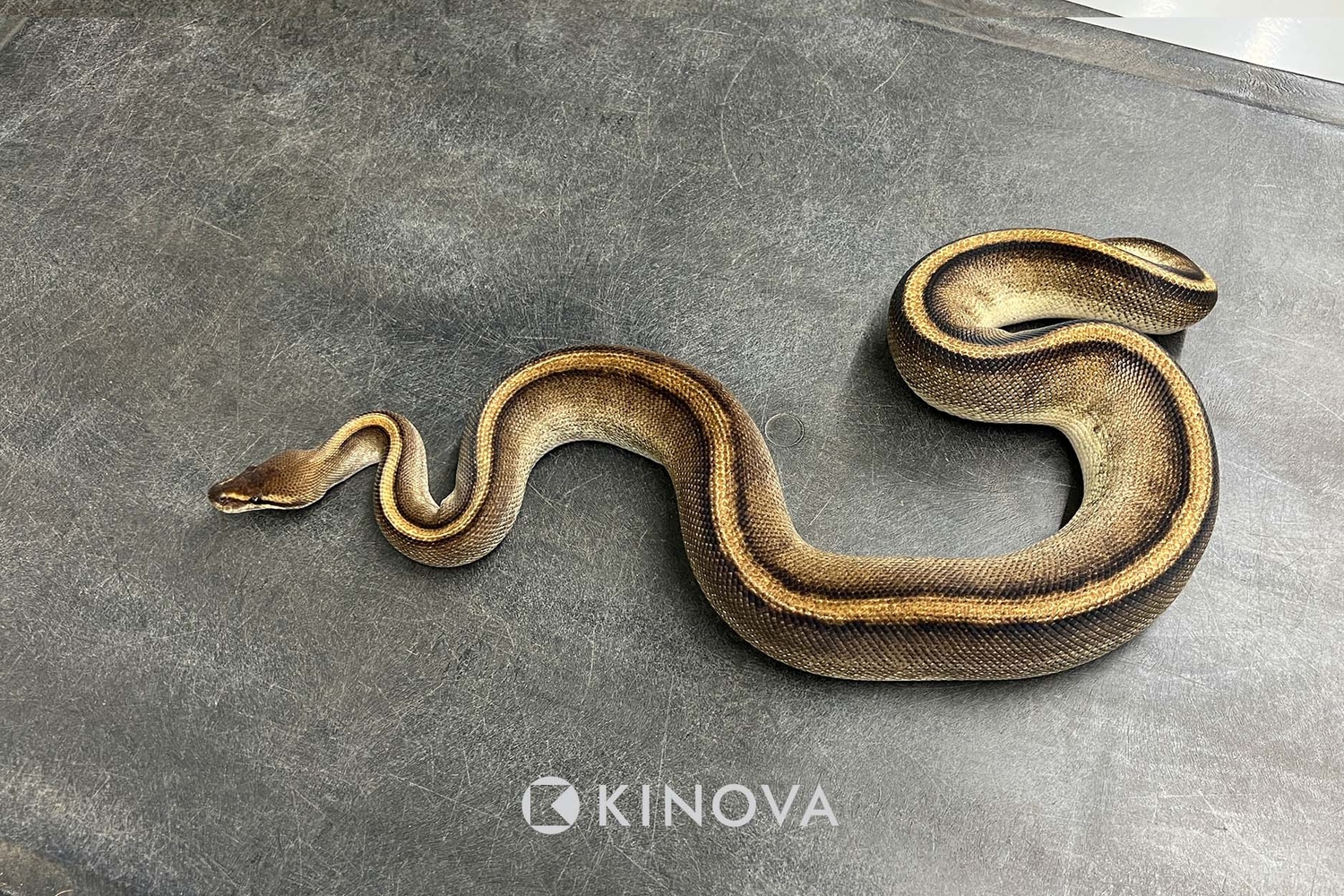 Blackhead G-Stripe Dbl Het DG Clown Ball Python by KINOVA - MorphMarket