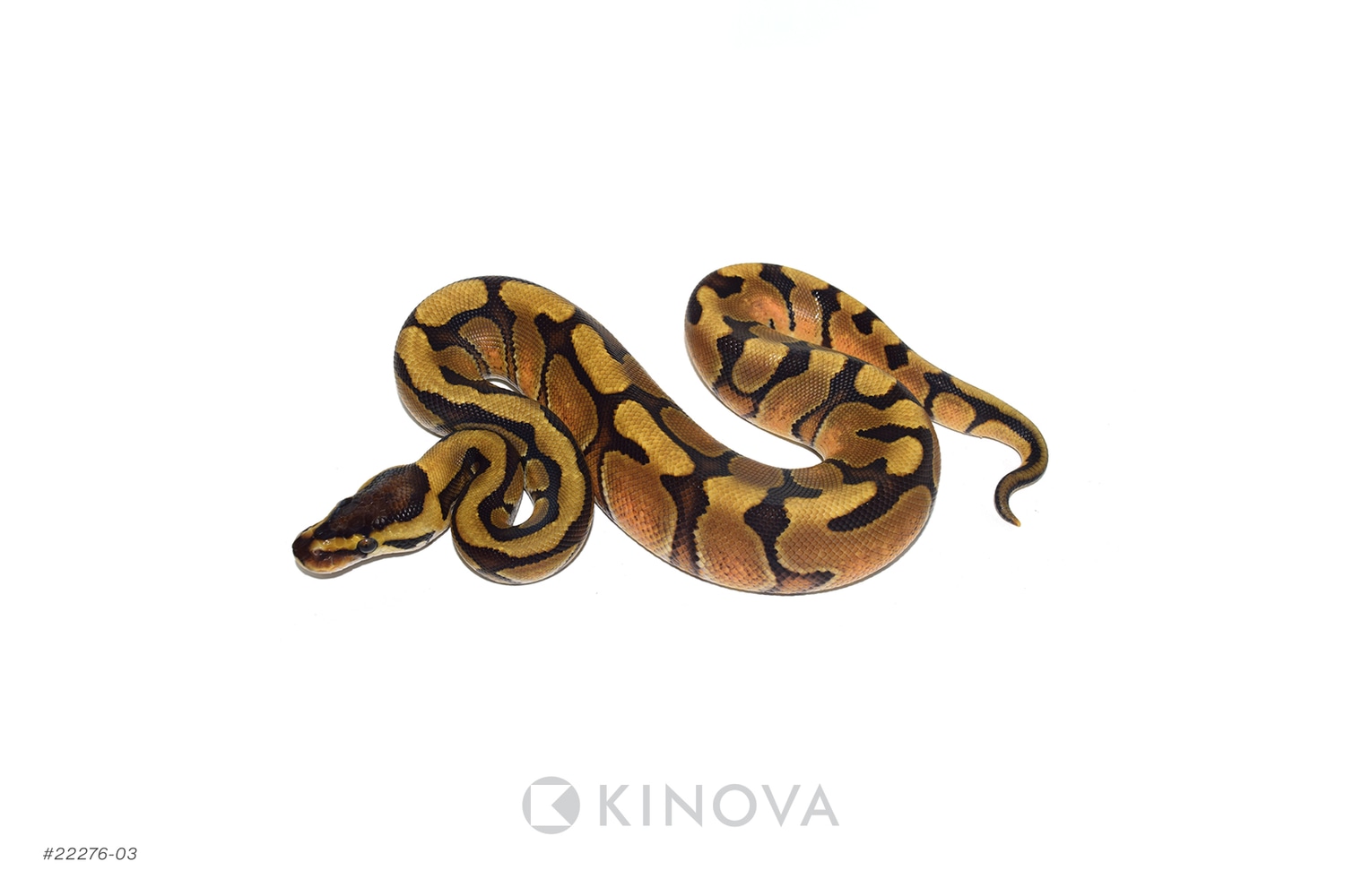 PAIR - Enchi Redstripe Dbl Het Puzzle DG Ball Python by KINOVA ...
