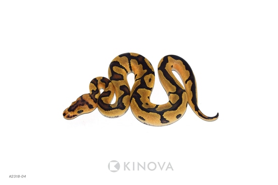 Fire Clown Het Desert Ghost 50% Het Hypo 50% Het G-Stripe Ball Python by KINOVA