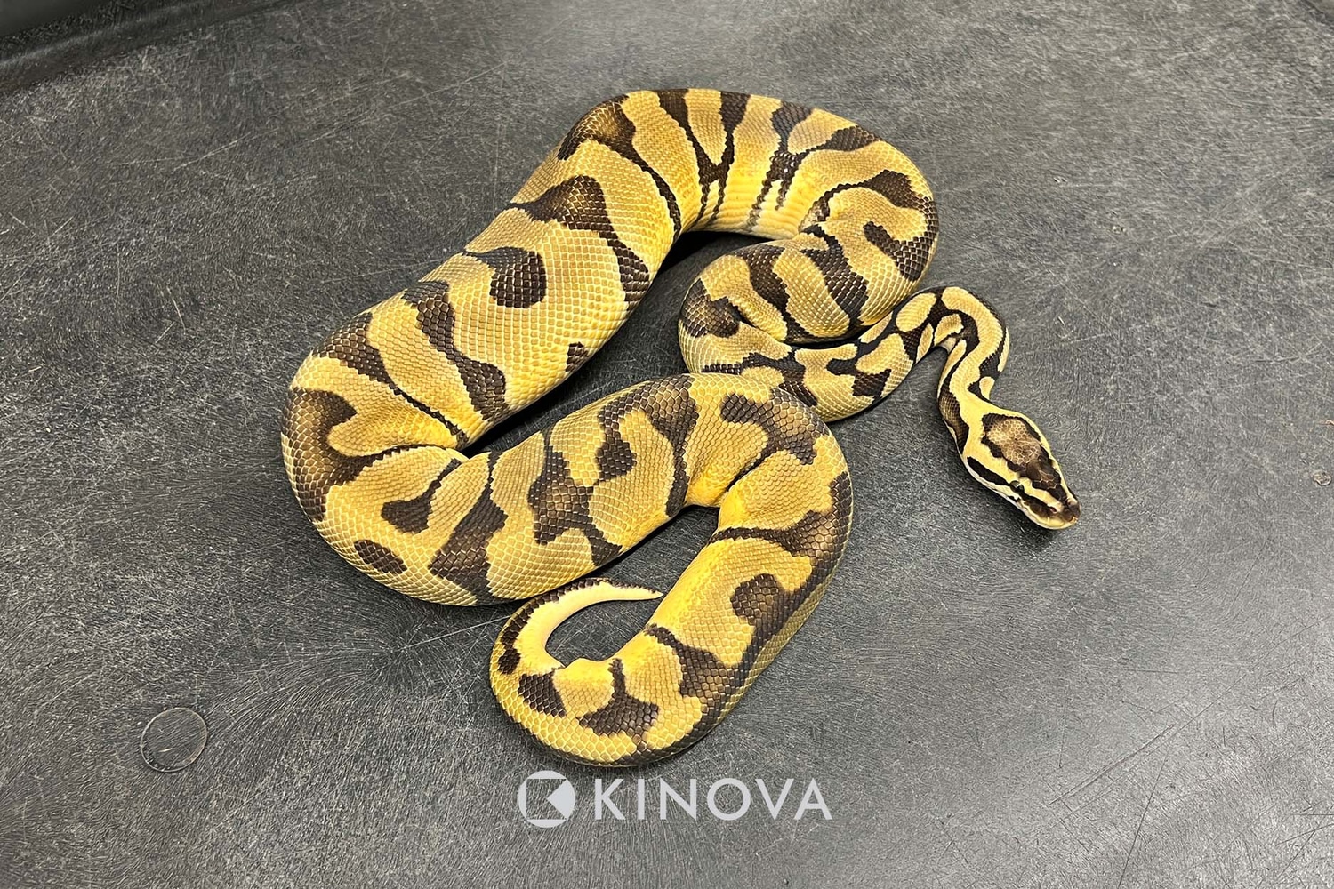 Pastel Enchi Dbl Het Hypo Desert Ghost Ball Python by KINOVA - MorphMarket