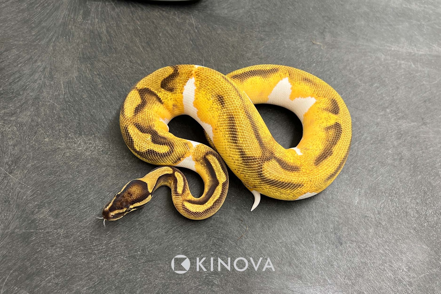 OD Enchi Pied Ball Python by KINOVA - MorphMarket