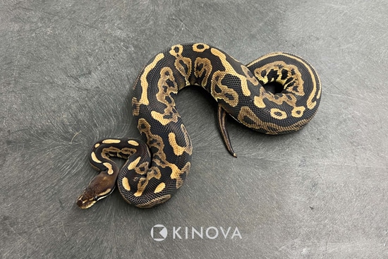 Black Pastel Leopard Het Ultramel Ball Python by KINOVA