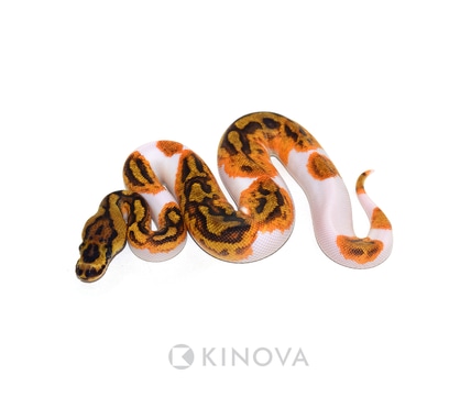 Clown Pied Het Desert Ghost Ball Python by KINOVA - MorphMarket