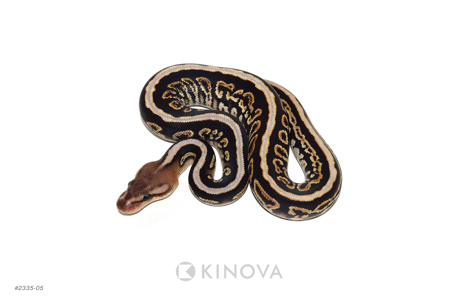 Cypress Spotnose Black Pastel Lace Het Clown Ball Python by KINOVA ...