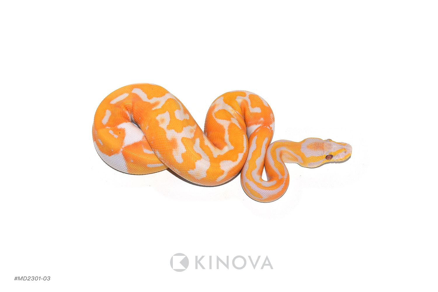 Dreamsicle Ball Python by KINOVA - MorphMarket