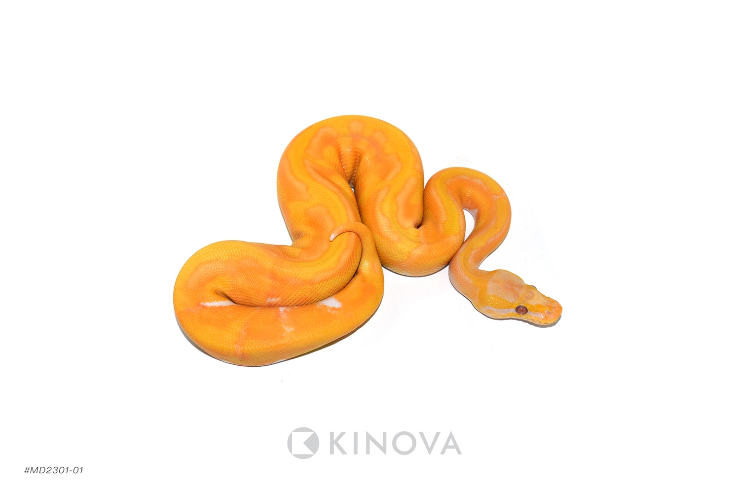 Enchi Mahogany Dreamsicle Ball Python by KINOVA - MorphMarket