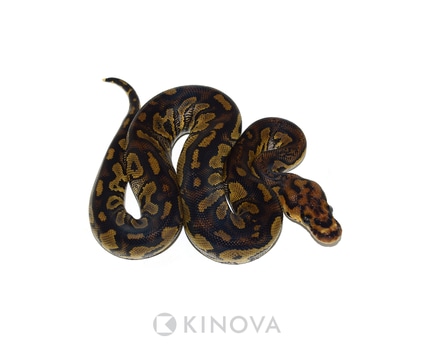 Black Pastel Chocolate OR Wookie GHI YB Coral Glow Clown Ball Python by ...