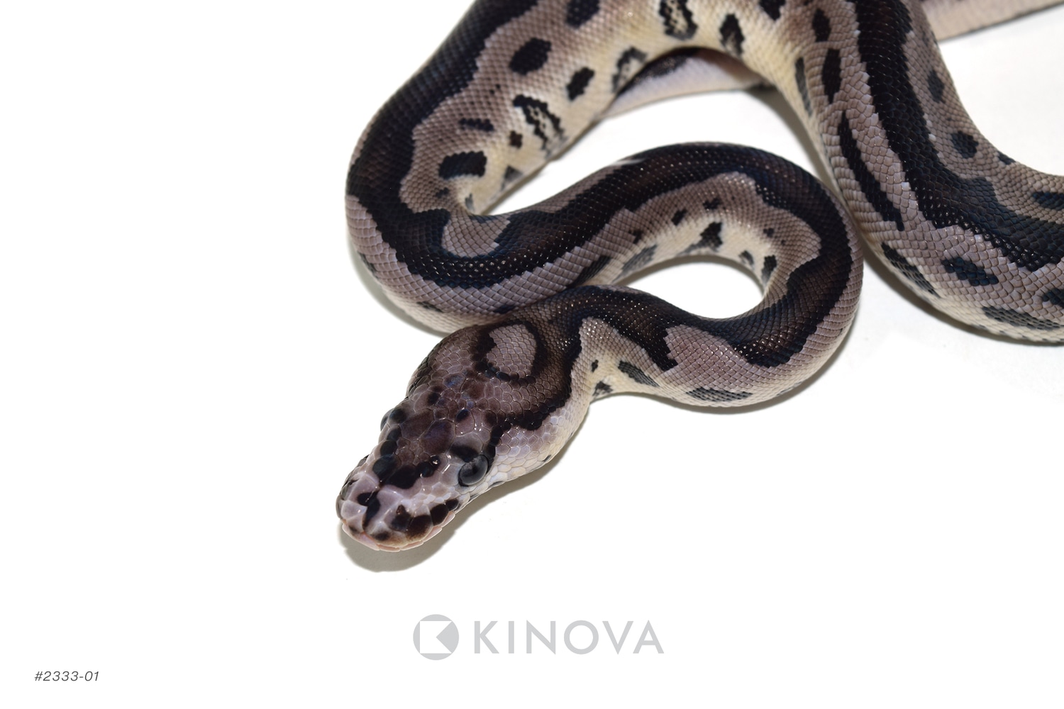 VPI Axanthic Clown Ball Python by KINOVA - MorphMarket