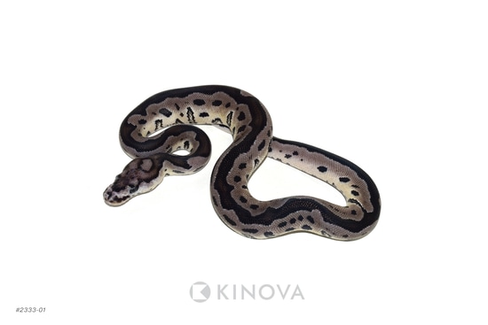 VPI Axanthic Clown Ball Python by KINOVA