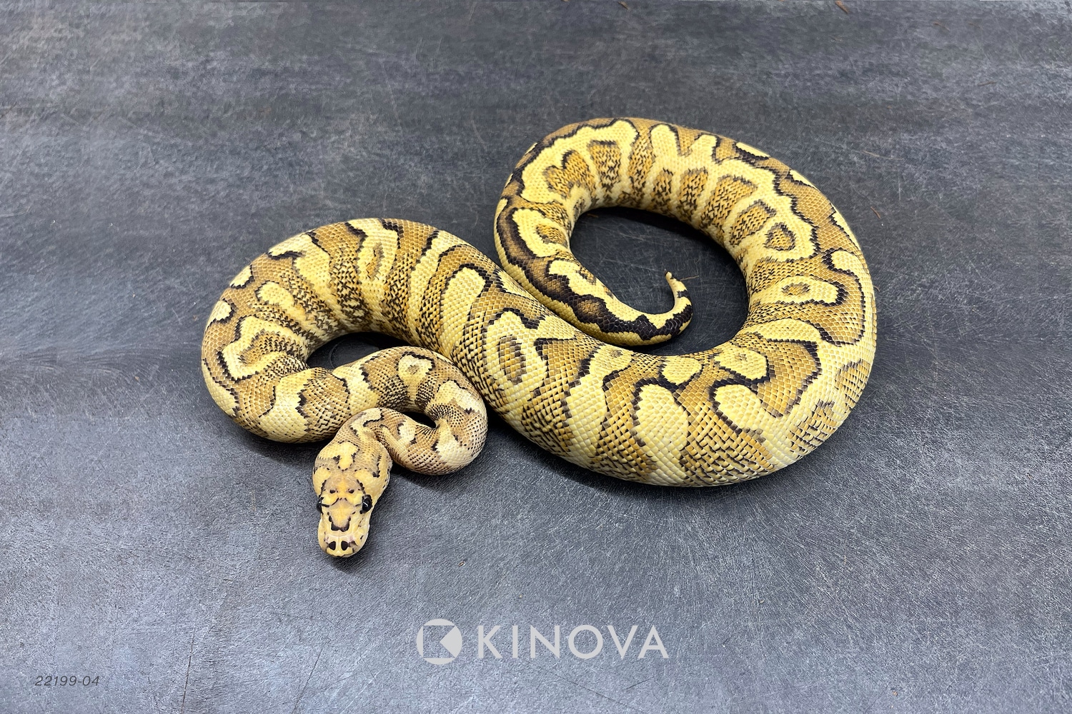 Fire YB GHI Spotnose Clown (Possible Redstripe) Ball Python by KINOVA ...