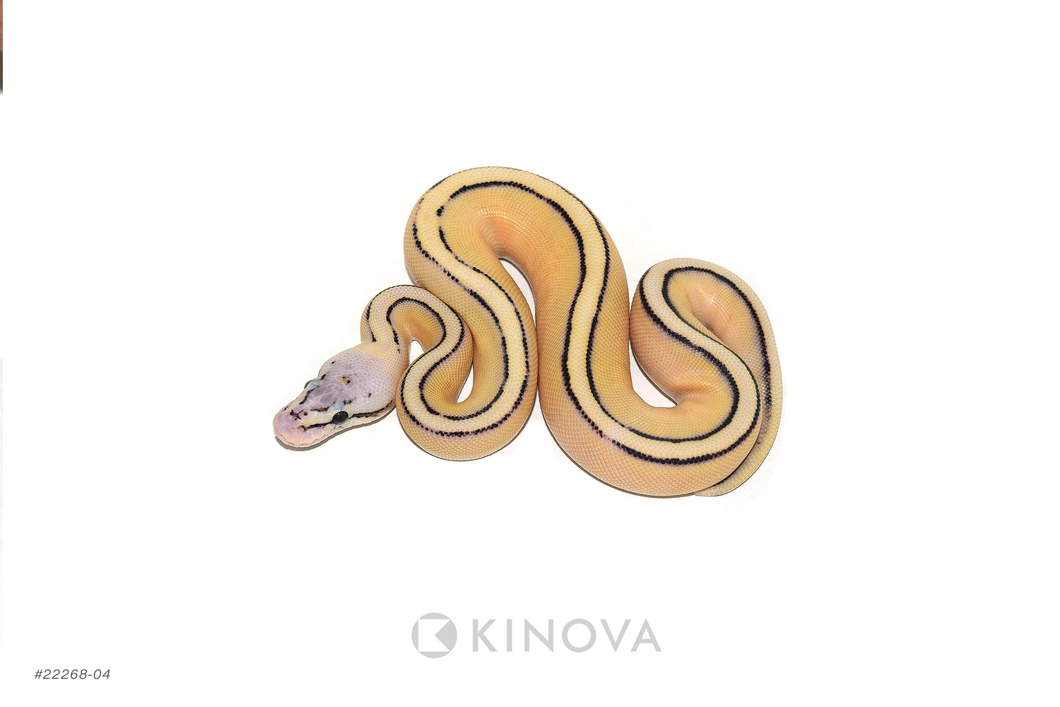 Firefly Leopard Desert Ghost G-Stripe Ball Python by KINOVA - MorphMarket